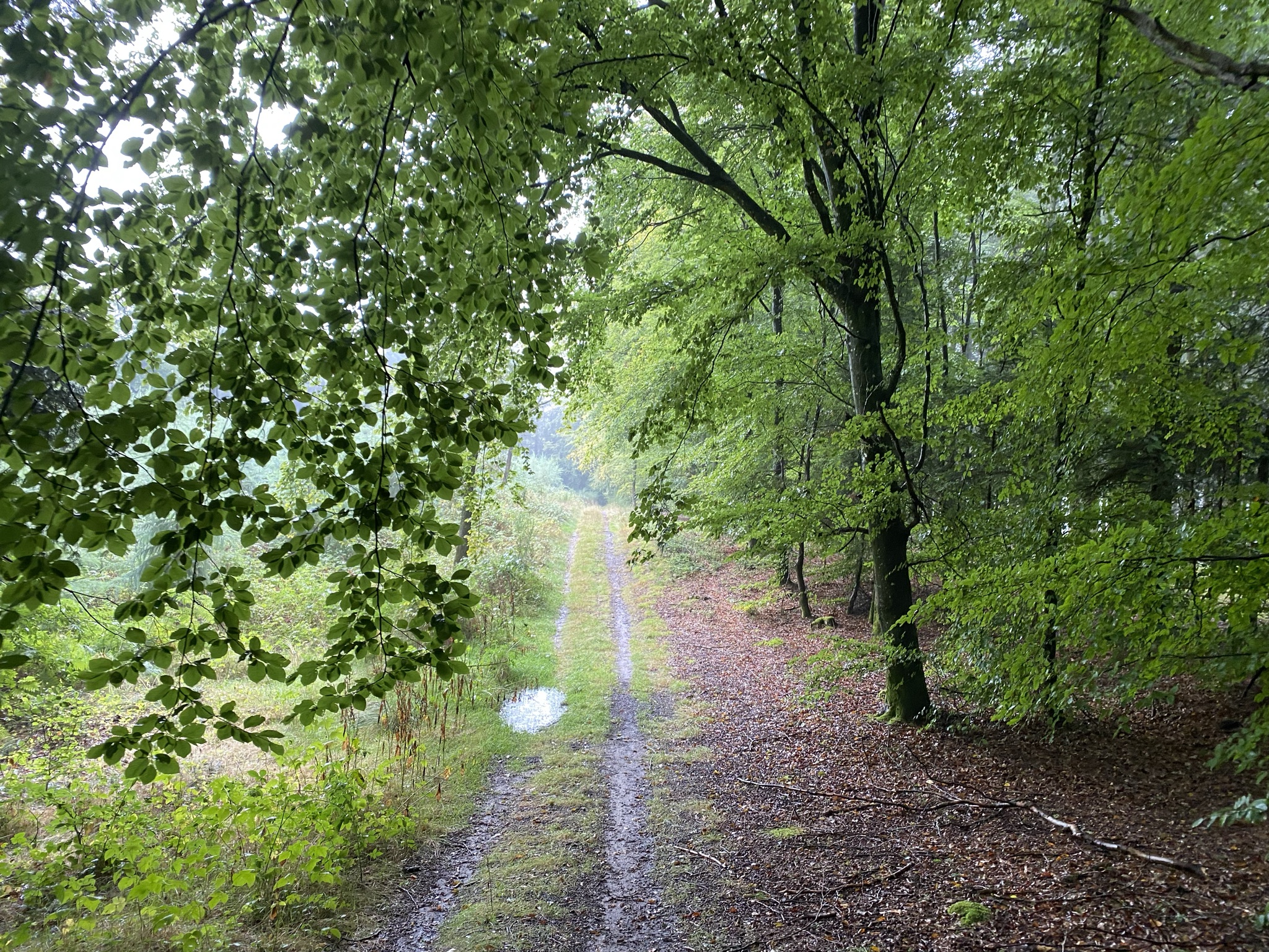 Mors: Legind Bjerge. 17 km. – Danish Hikings